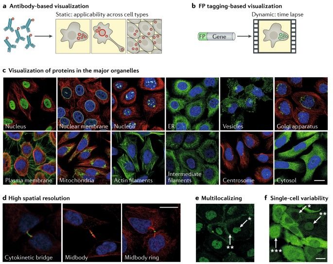 Spatial Proteomics | Creative Diagnostics