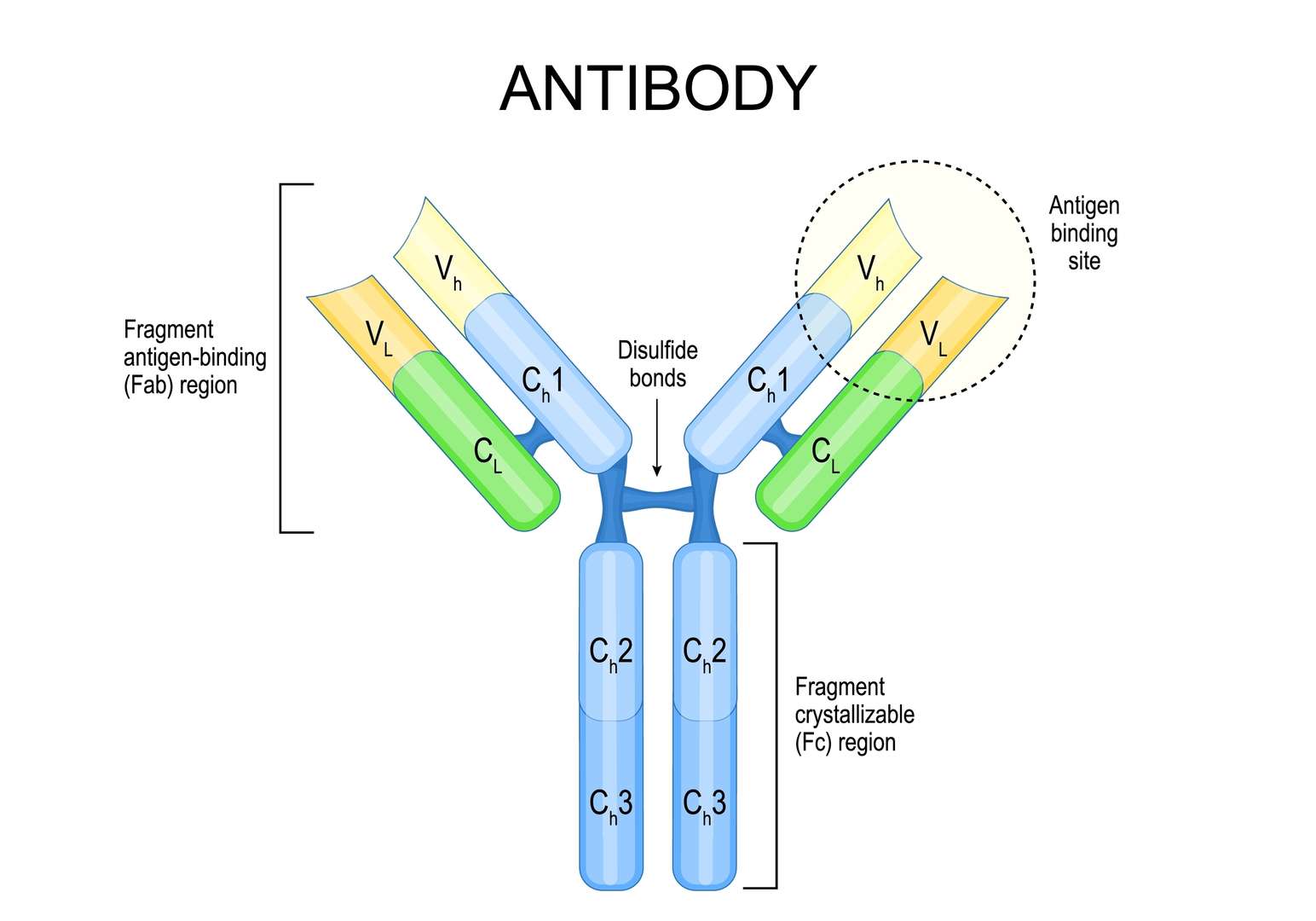 Antibody Profiling | Creative Diagnostics