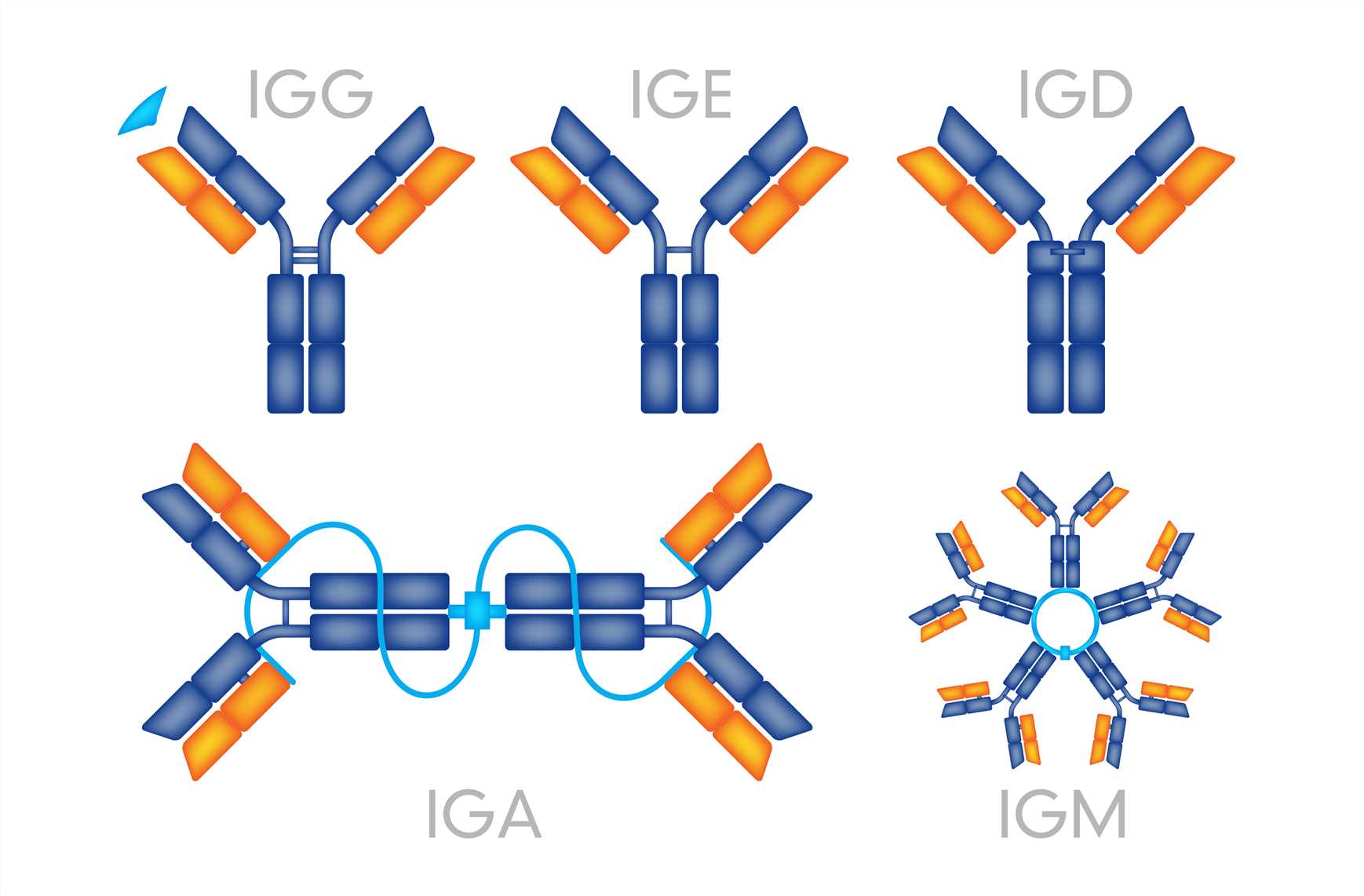 Antibody Subclass Profiling | Creative Diagnostics