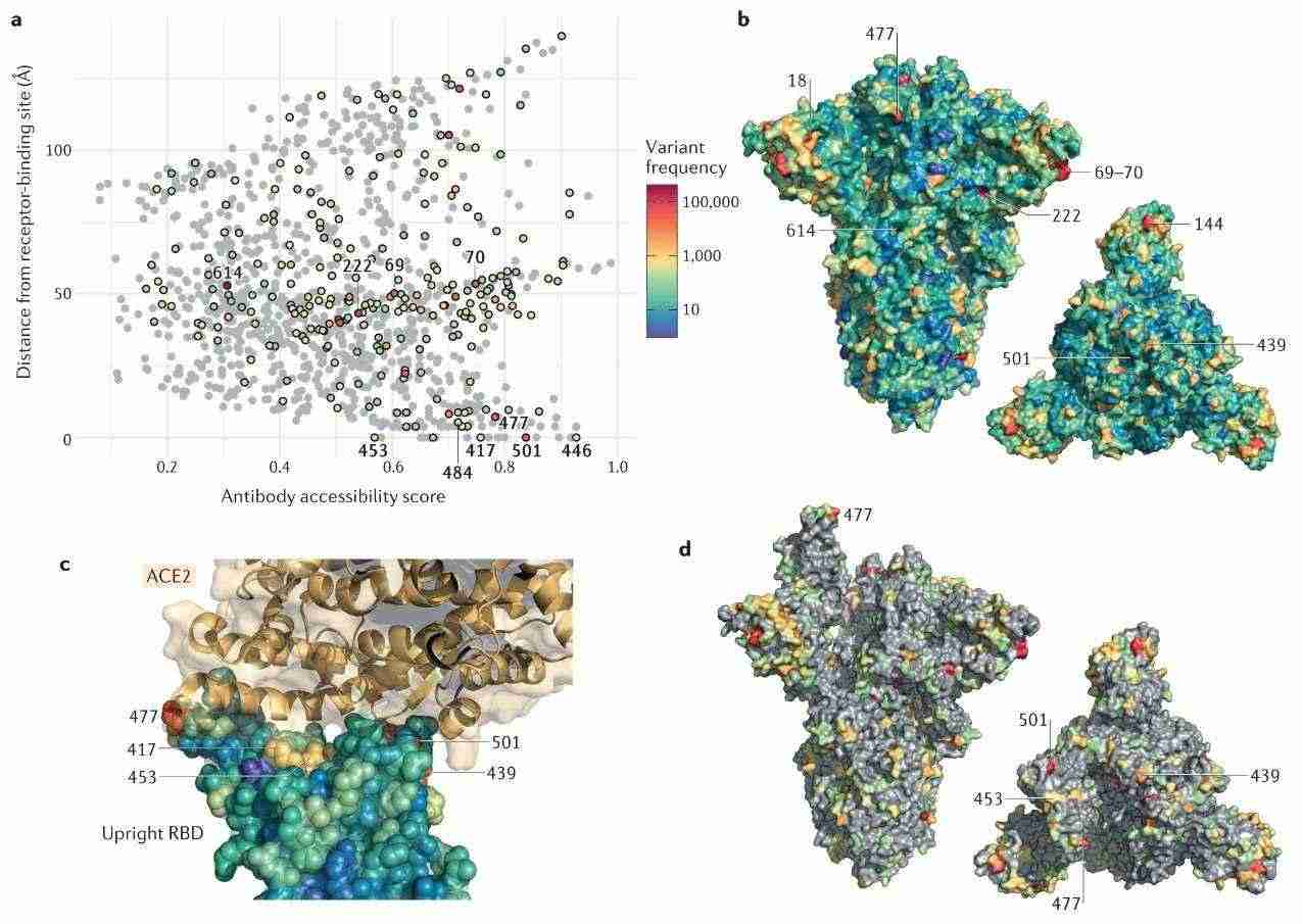 Antigen Mutation Analysis | Creative Diagnostics