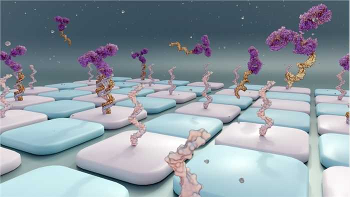Autoantibody Detection | Creative Diagnostics