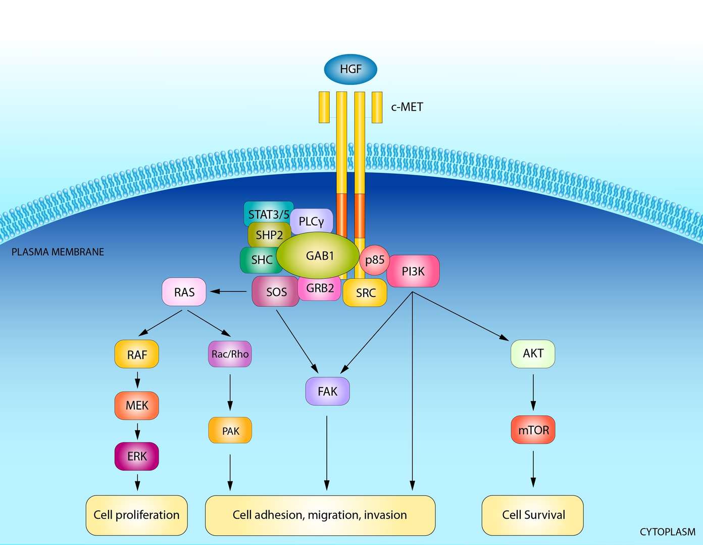 Cell Signaling Pathway Mapping | Creative Diagnostics