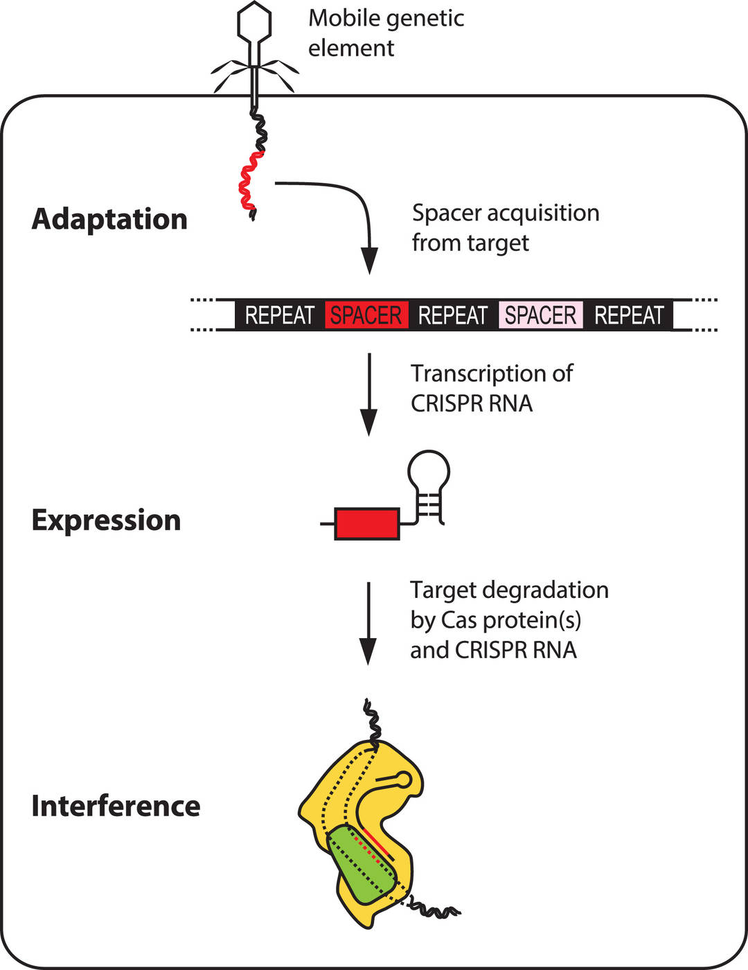 CRISPR-Cas System Recognition | Creative Diagnostics