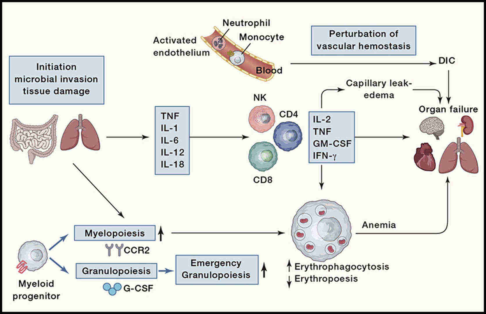 Cytokine Profiling | Creative Diagnostics