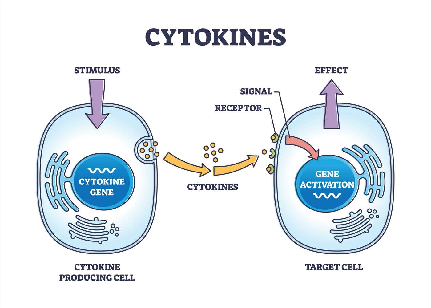 Cytokine Release Assay | Creative Diagnostics