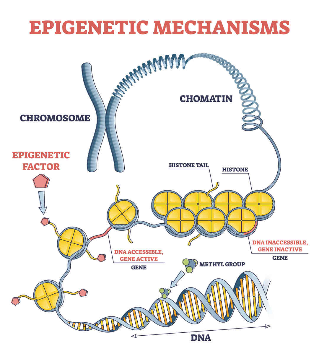 Epigenetics (DNA Methylation) | Creative Diagnostics