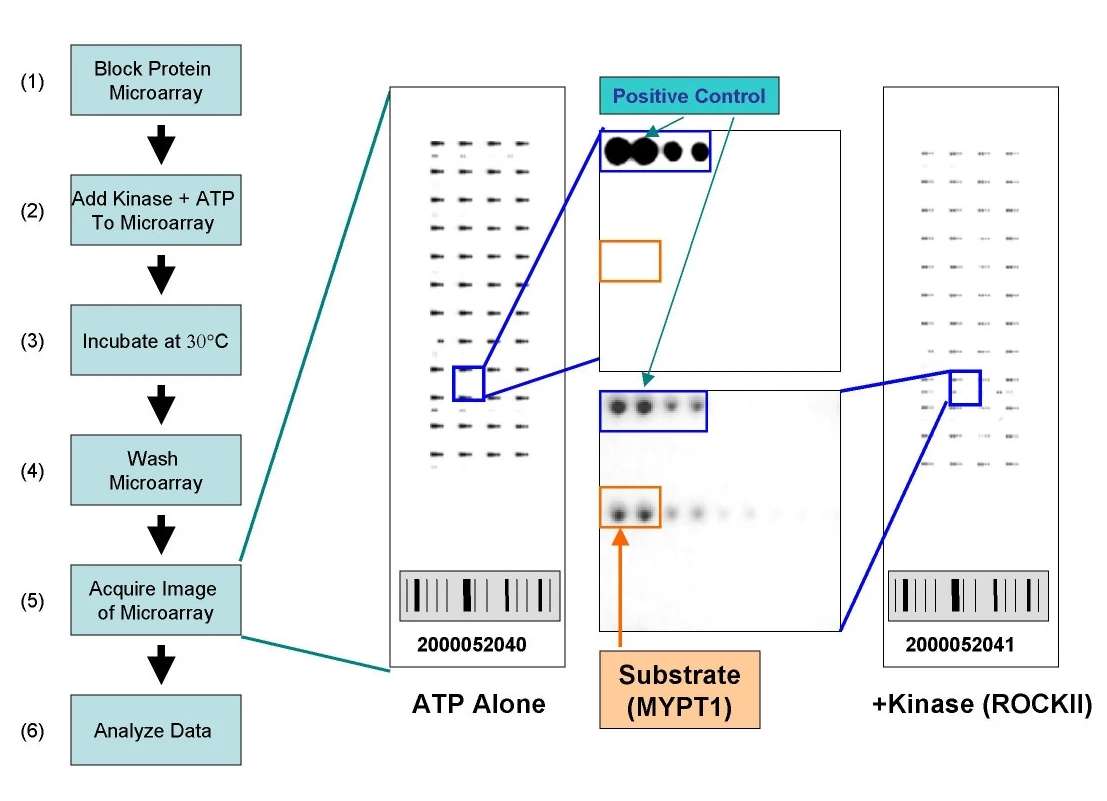 Functional Protein Arrays | Creative Diagnostics