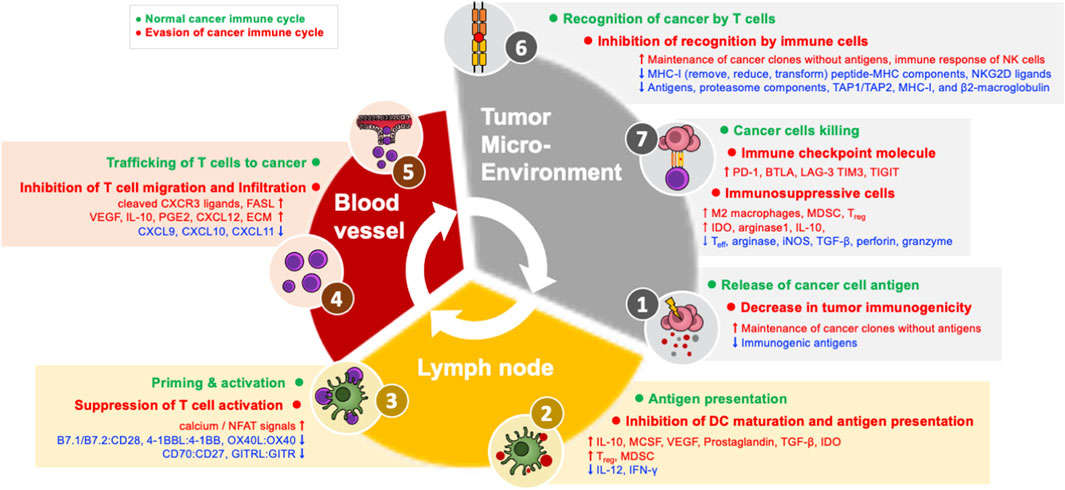 Immune Escape Mechanism Analysis | Creative Diagnostics