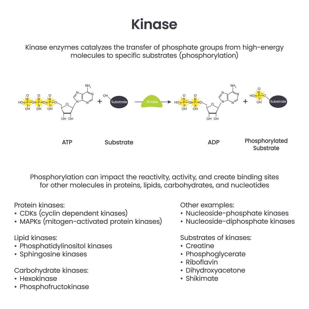 Kinase Activity Assay | Creative Diagnostics