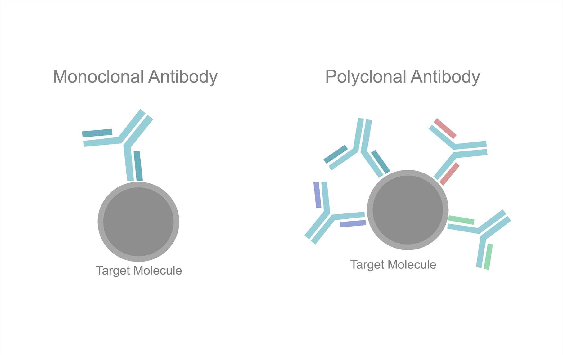 Monoclonal and Polyclonal Antibody Analysis | Creative Diagnostics