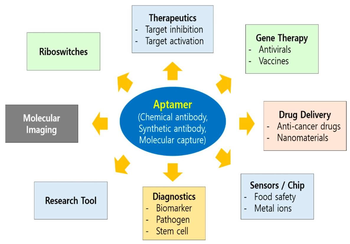 Nucleic Acid Aptamer Screening | Creative Diagnostics