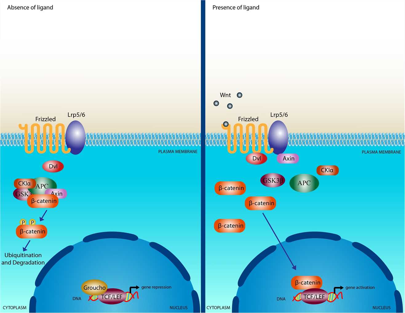 Pathway Activation/Inhibition Profiling | Creative Diagnostics