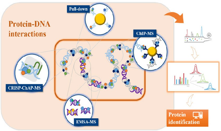Protein-Nucleic Acid Interaction Analysis | Creative Diagnostics