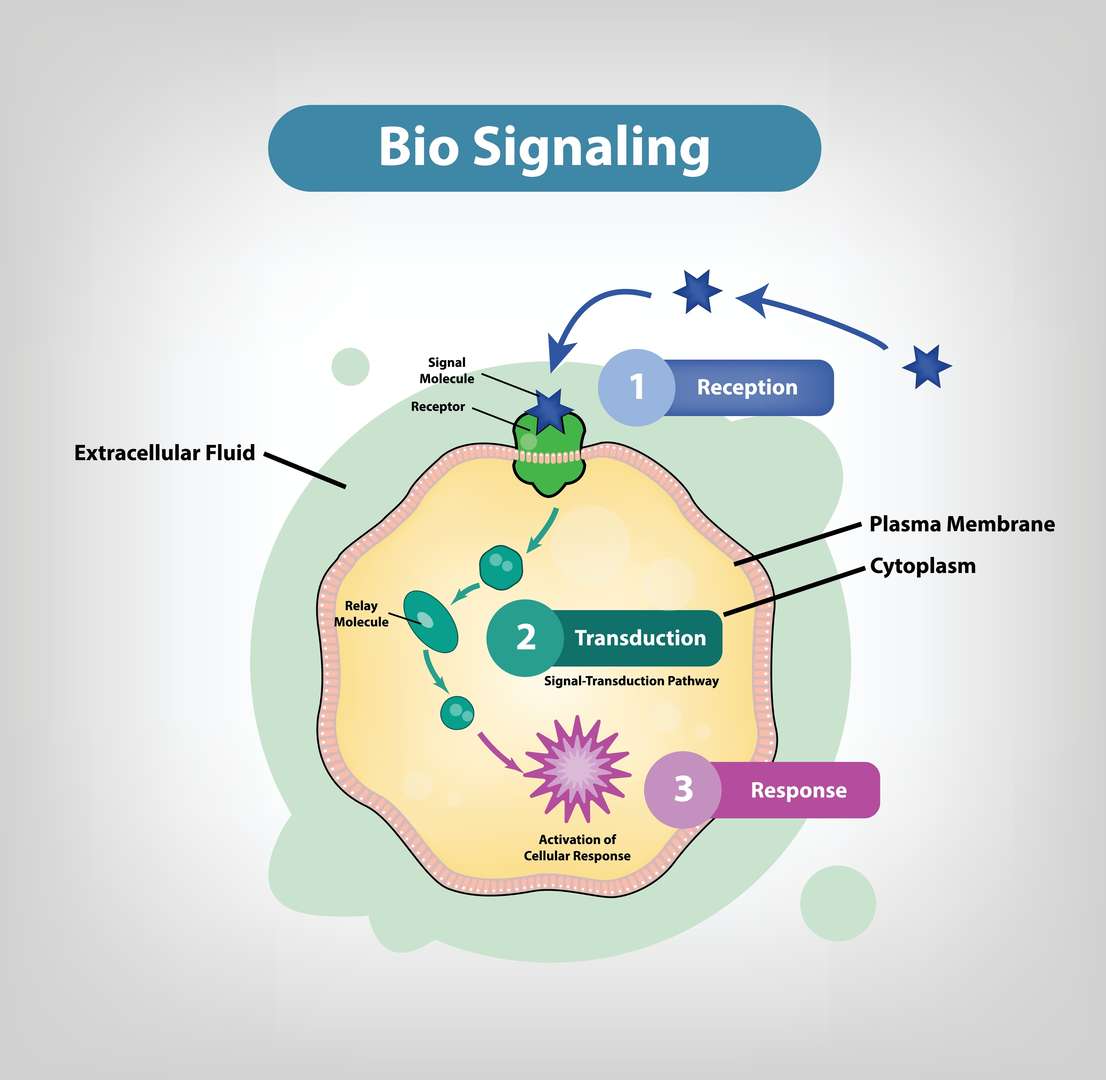 Signaling Pathway Analysis | Creative Diagnostics