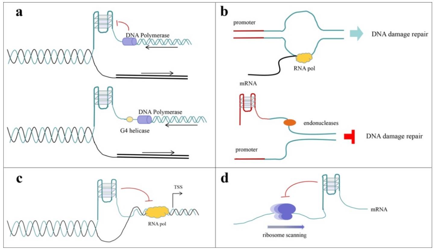 Small Molecule Interference with Protein-Nucleic Acid Interactions ...