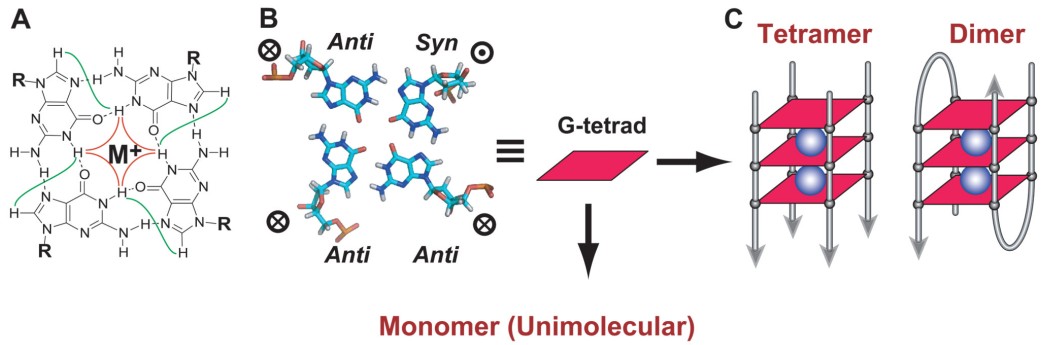 Structure-Dependent Interactions | Creative Diagnostics