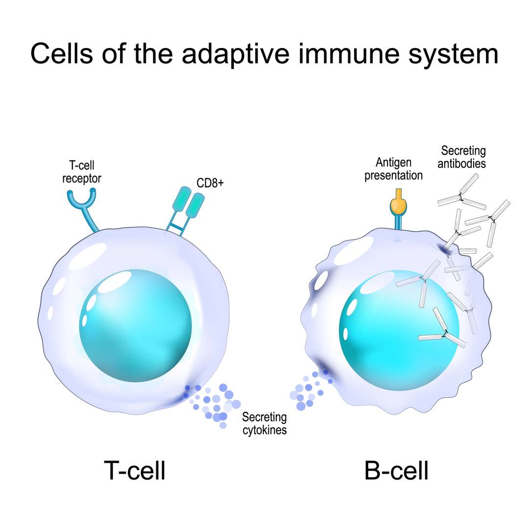 T-Cell and B-Cell Profiling | Creative Diagnostics