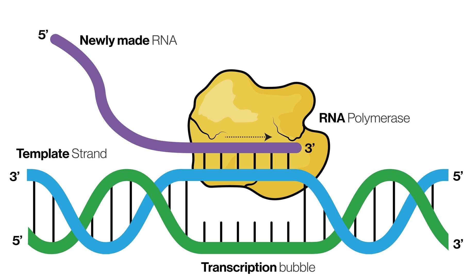 Transcriptional Regulation | Creative Diagnostics