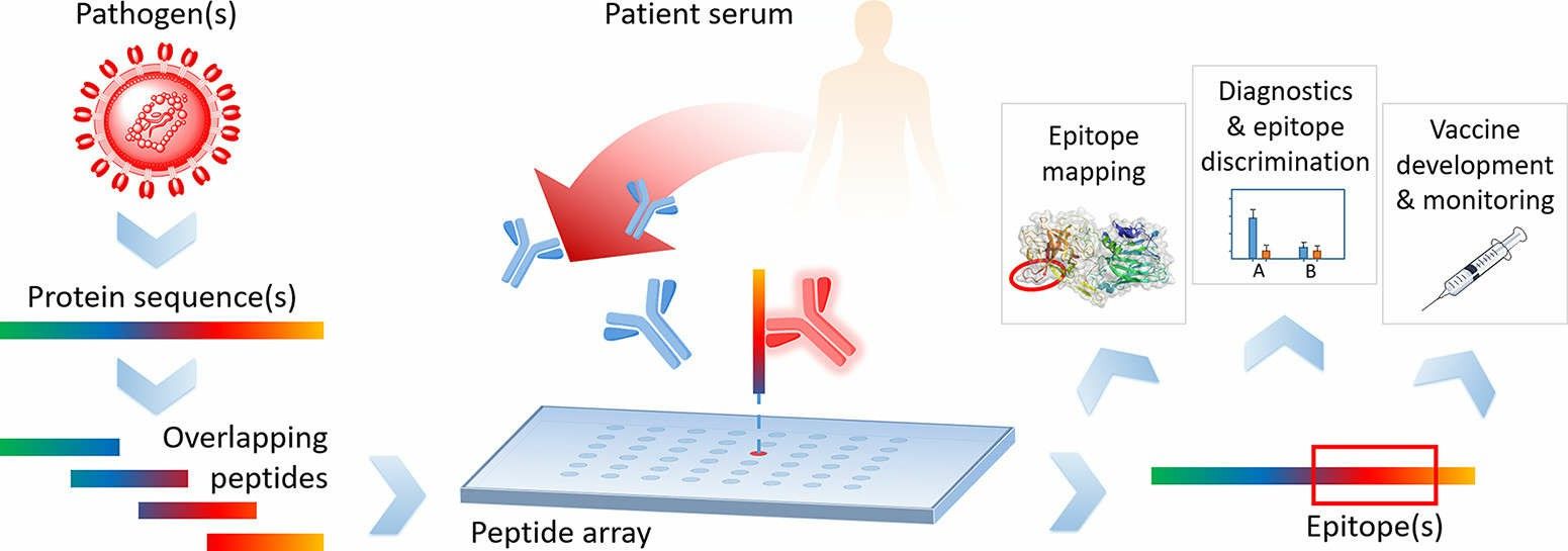 Vaccine Development | Creative Diagnostics