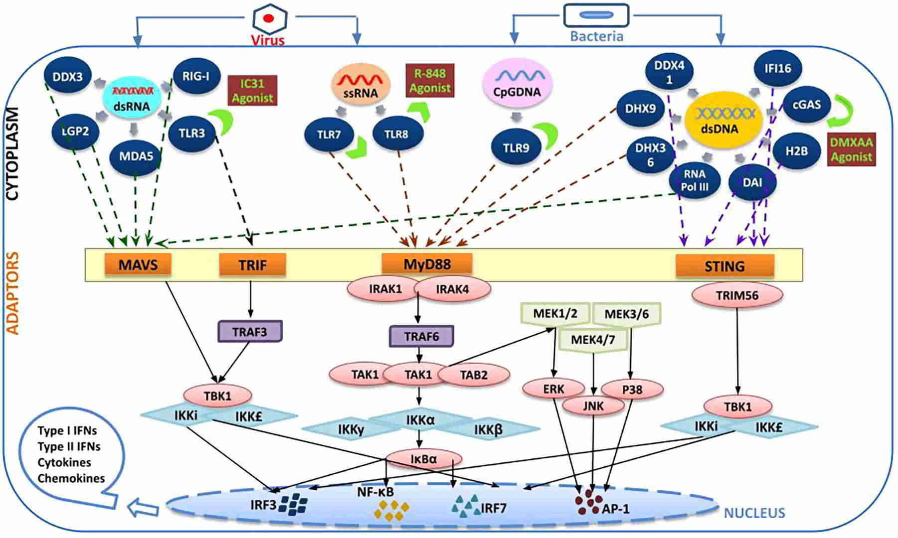 Viral Protein-Host Nucleic Acid Interactions | Creative Diagnostics