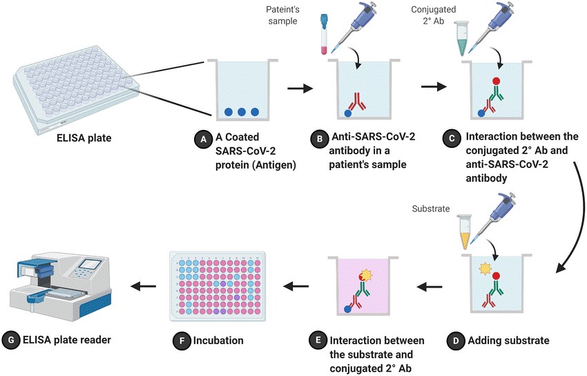 ELISA Sample Preparation and Reaction Steps - Creative Diagnostics