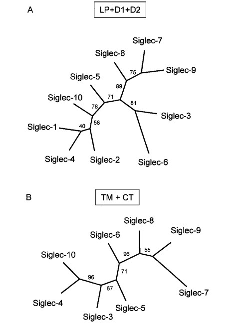 Identification, Characterization and Expression of Siglec-10 - Creative ...