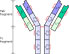 Custom Antibody Development - Creative Diagnostics