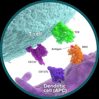 Immune Checkpoint Signaling Pathway - Creative Diagnostics