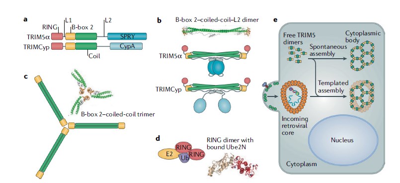 TRIM5 and Retroviruses - Creative Diagnostics