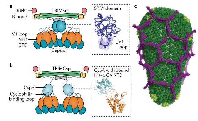TRIM5 and Retroviruses - Creative Diagnostics