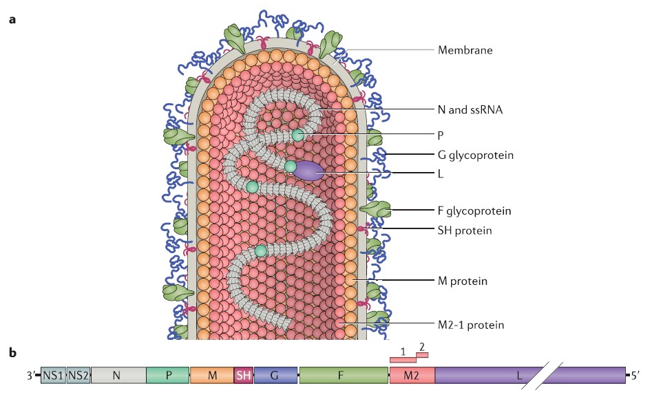 Respiratory Syncytial Virus Entry and Interventions - Creative Diagnostics