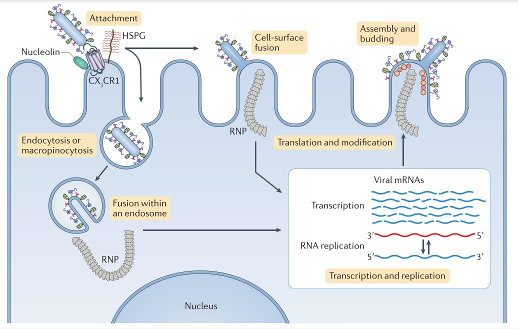 Respiratory Syncytial Virus Entry and Interventions - Creative Diagnostics