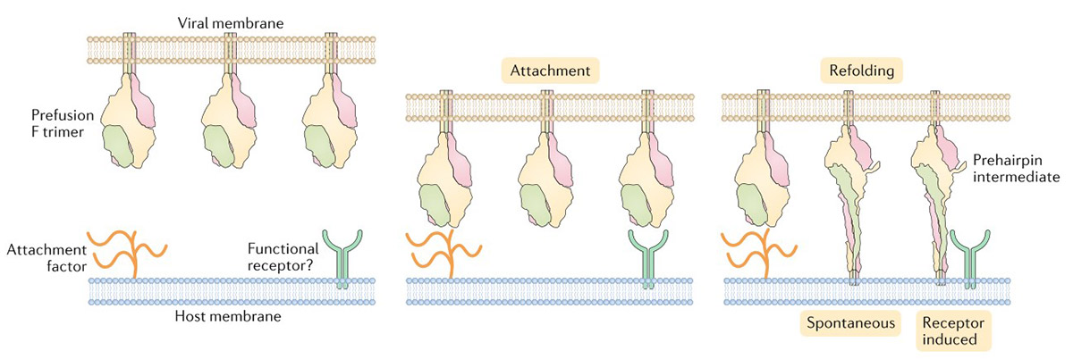 Respiratory Syncytial Virus Entry and Interventions - Creative Diagnostics