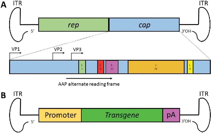 AAV For Gene Therapy - Creative Diagnostics