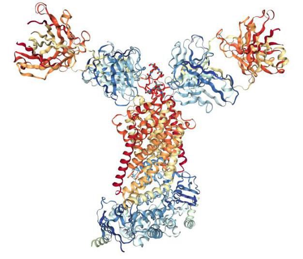 ABC Transporters Immunology Reagents - Creative Diagnostics