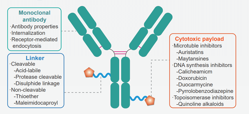 Antibody Drug Conjugates (ADCs) - Creative Diagnostics