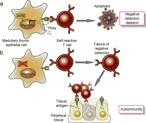 Autoimmunity - Creative Diagnostics