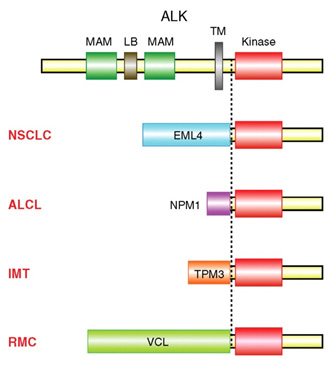 ALK Pathway - Creative Diagnostics