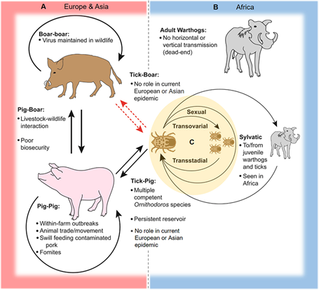 African Swine Fever Virus (ASFV) Antigens - Creative Diagnostics
