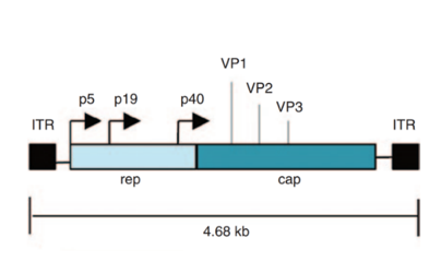 Adeno-Associated Virus (AAV) Antigens - Creative Diagnostics