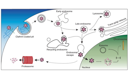 Adeno-Associated Virus (AAV) Antigens - Creative Diagnostics