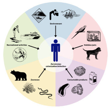 Aeromonas Antigens - Creative Diagnostics