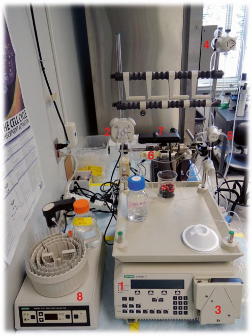 Affinity Purification of Antibodies Protocol - Creative Diagnostics