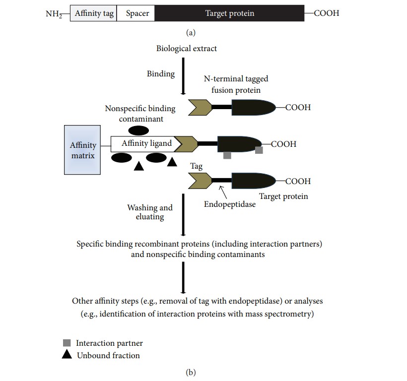 Affinity Tags - Creative Diagnostics