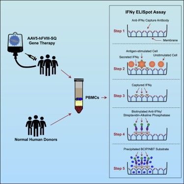 ELISPOT Assay Protocol for Analysis of Cellular Immunity to AAV in a Canine Model - Creative ...