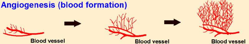 Angiogenesis Signaling Pathway - Creative Diagnostics