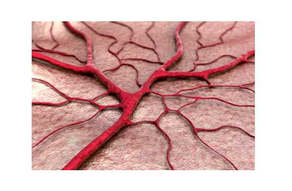 Angiogenesis and Cancer - Creative Diagnostics