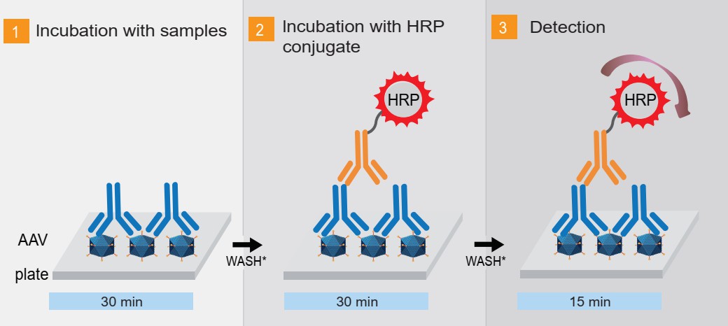 Anti-AAV Antibody ELISA Kit - Creative Diagnostics