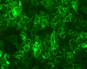 Tag Antibodies - Creative Diagnostics