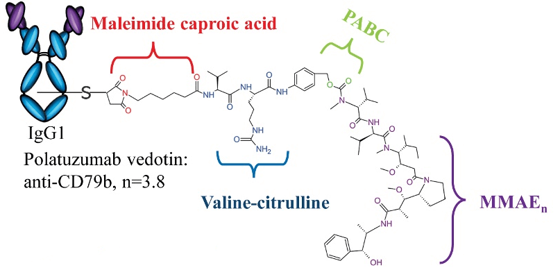 Anti-MMAE (Monomethyl auristatin E) Antibodies and MMAE Conjugates: For ...